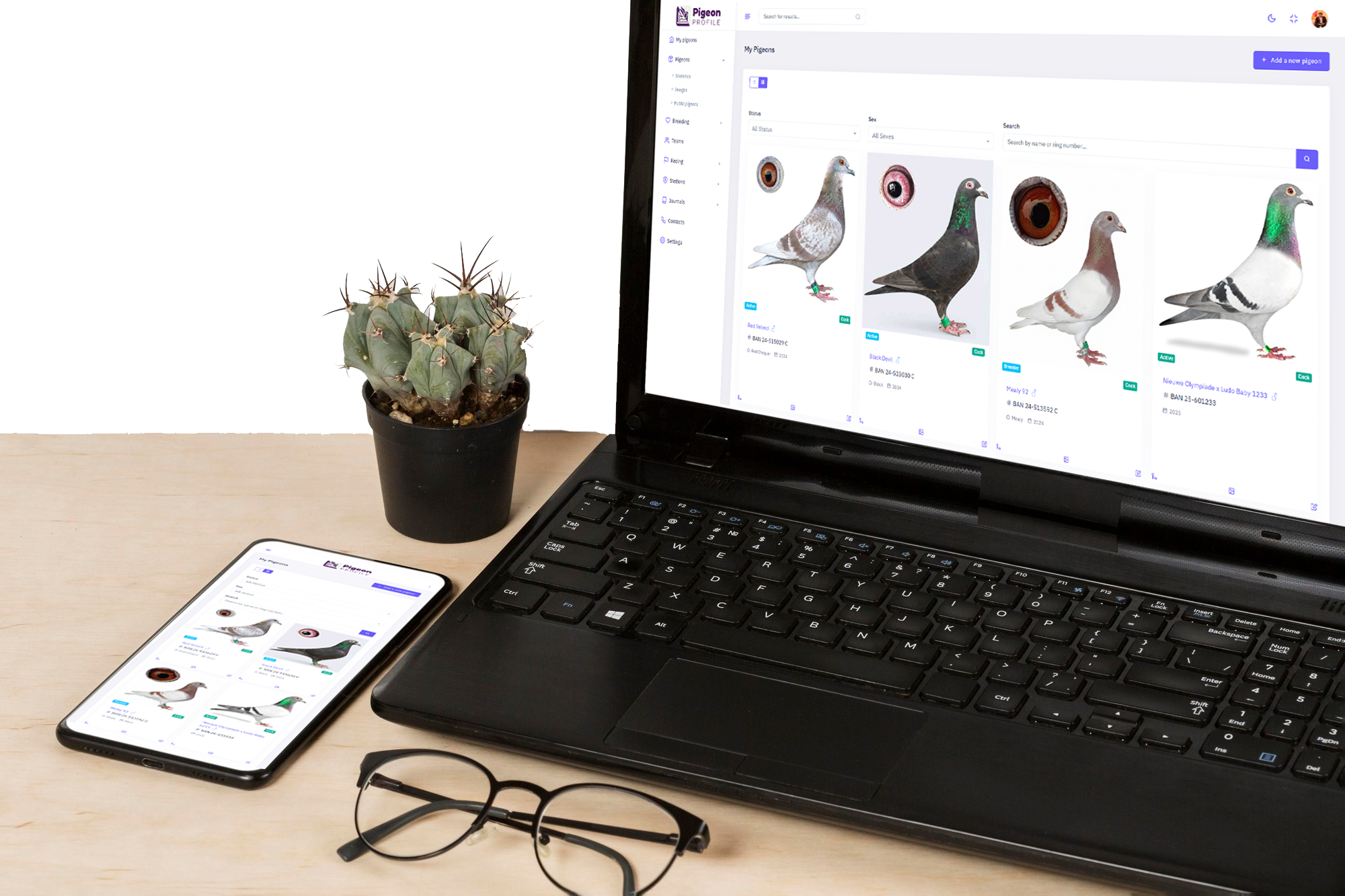 pigeonprofile.com | Racing Pigeon Management and Pedigree Software